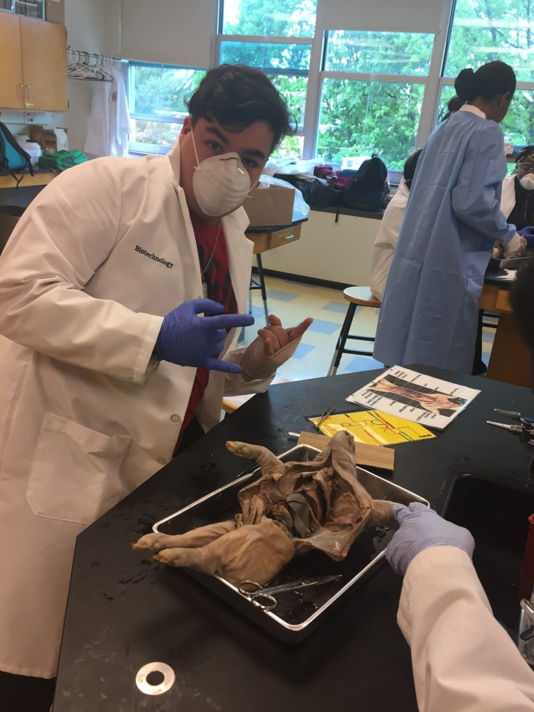 Pig Dissections - Academies at Roxborough
